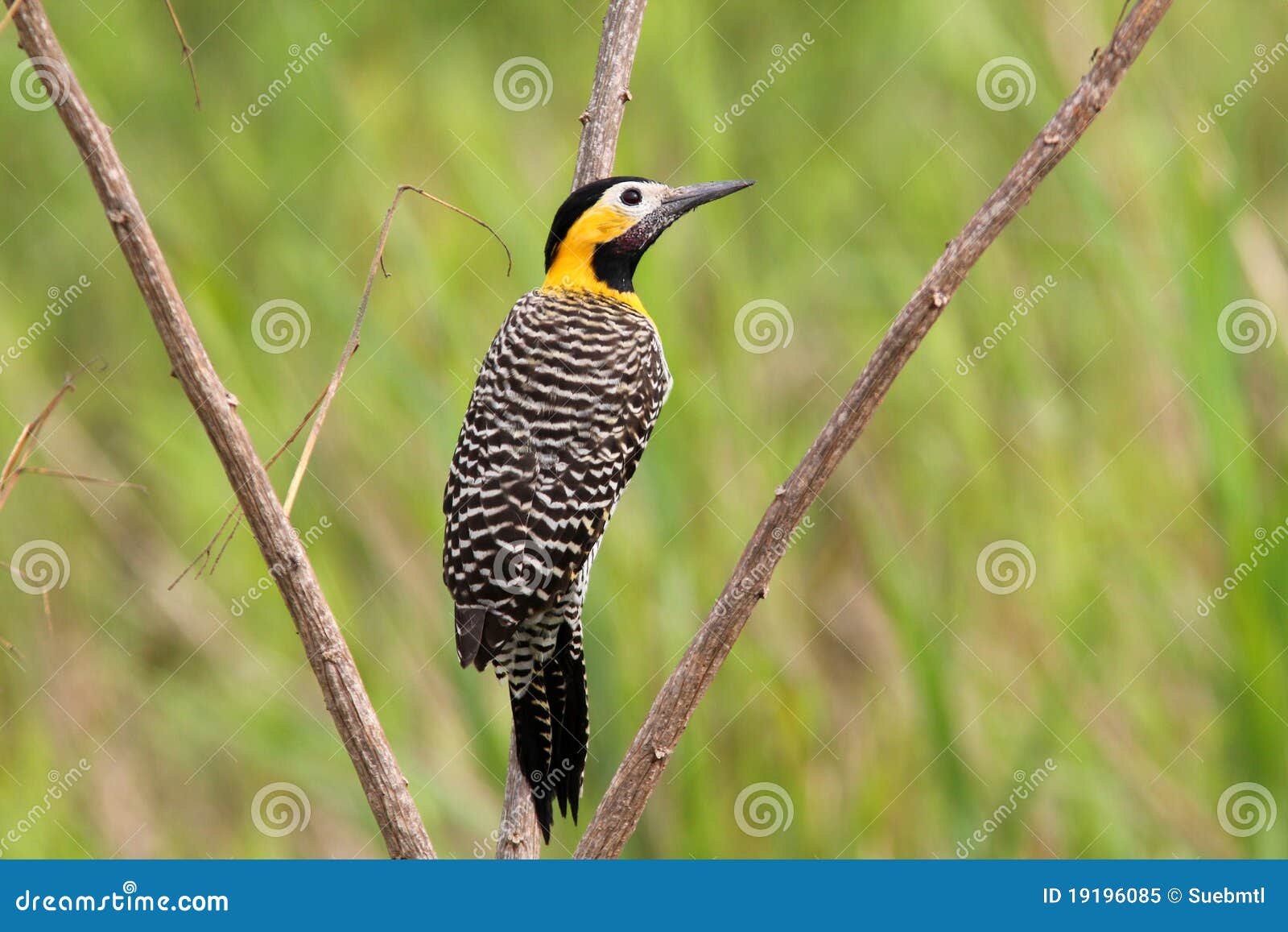 Field Flicker (Colaptes Campestris) Stock Image - Image of bolivia ...