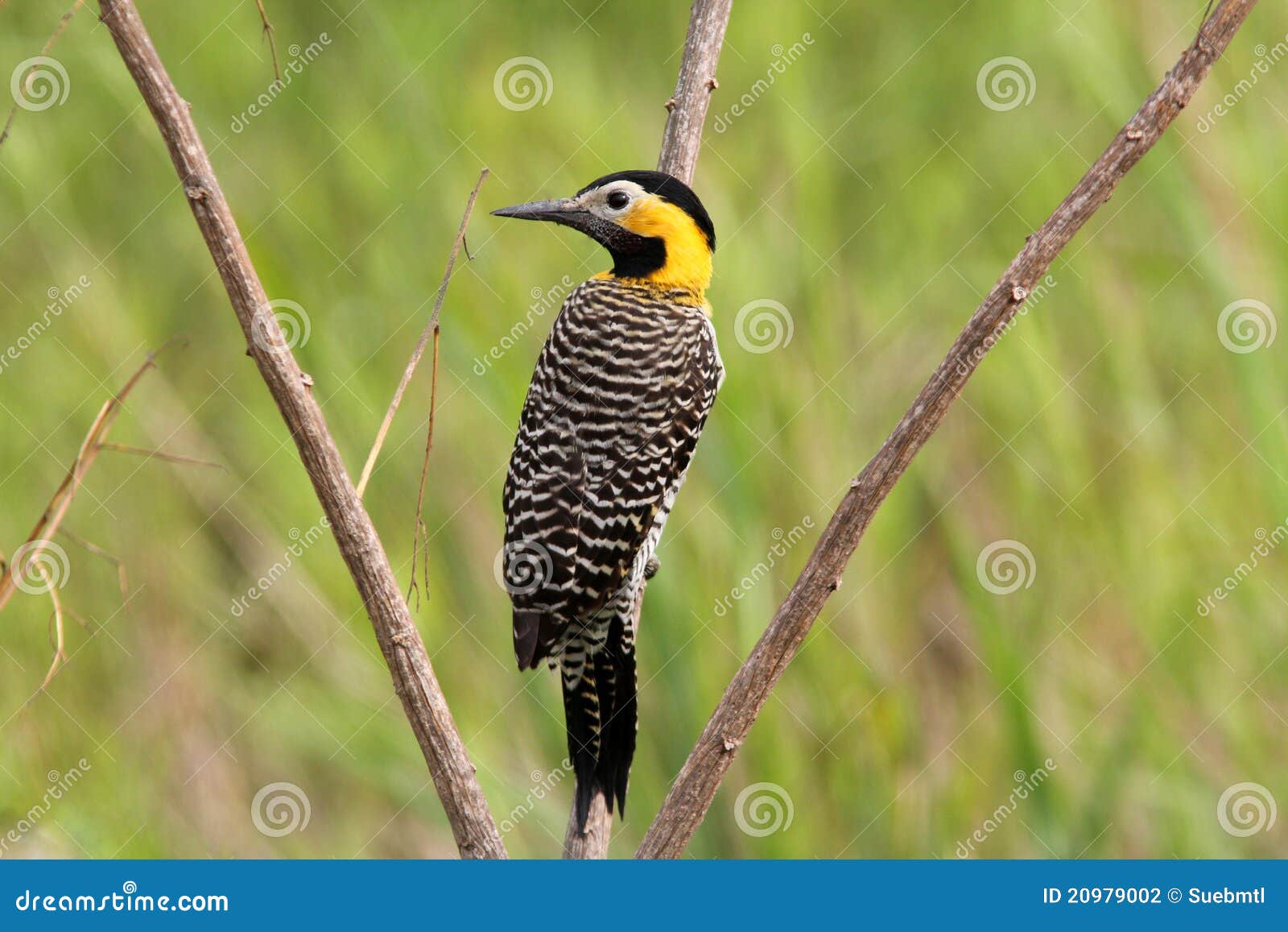 Field Flicker (Colaptes Campestris) Stock Photo - Image of pampas ...