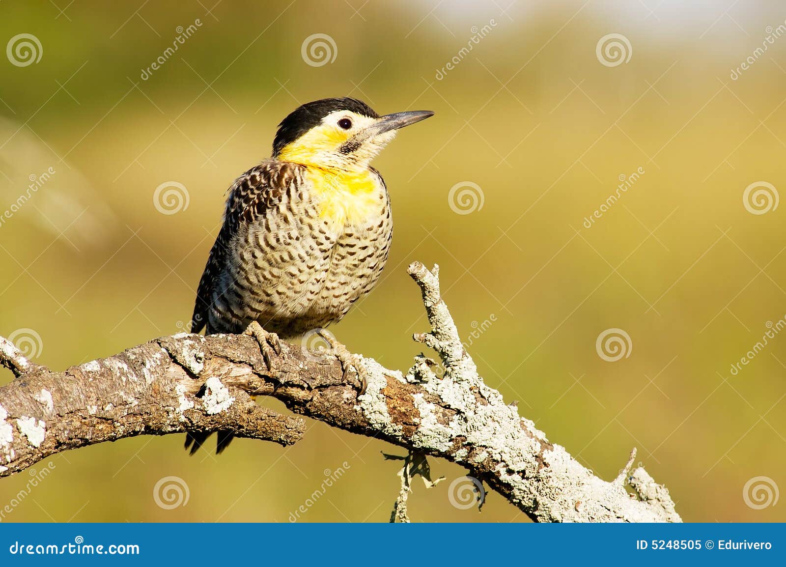 Field Flicker (Colaptes Campestris) Stock Image - Image of close, color ...
