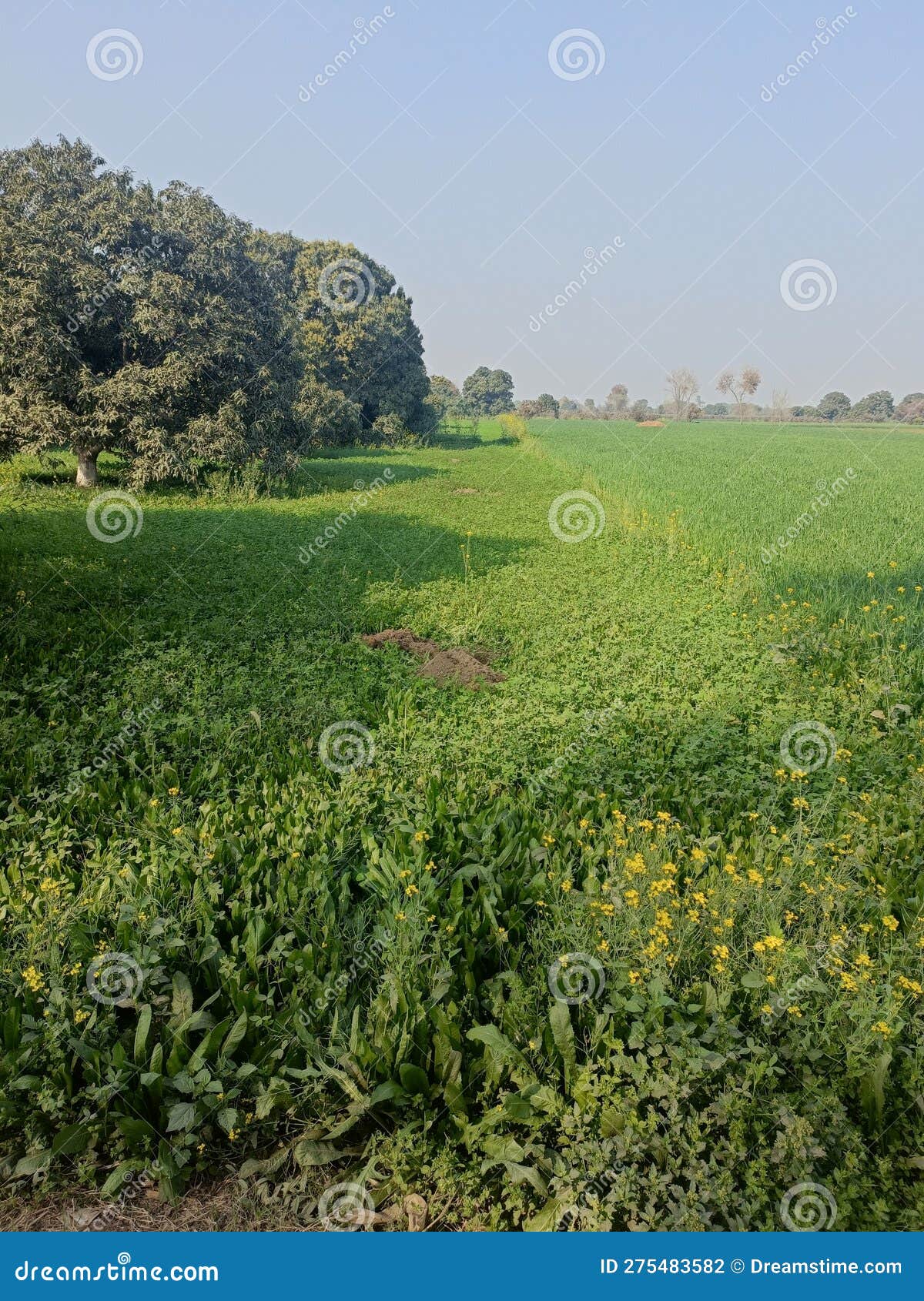 Field Flower Grass Plantations Stock Photo - Image of lawn, crop: 275483582