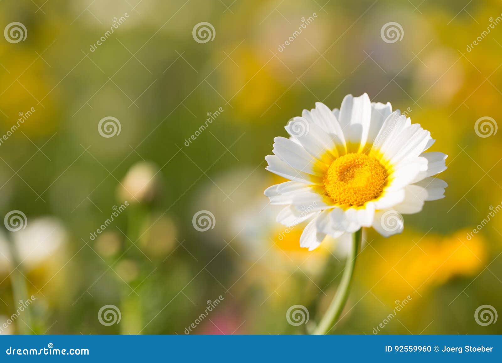 Field flower stock photo. Image of ecology, meadow, garden - 92559960