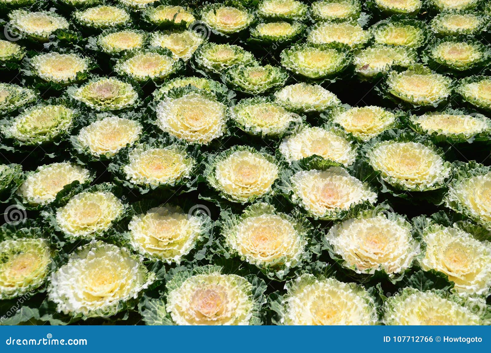 Field of Flowering Cabbages in Agriculture Farm Stock Photo - Image of ...