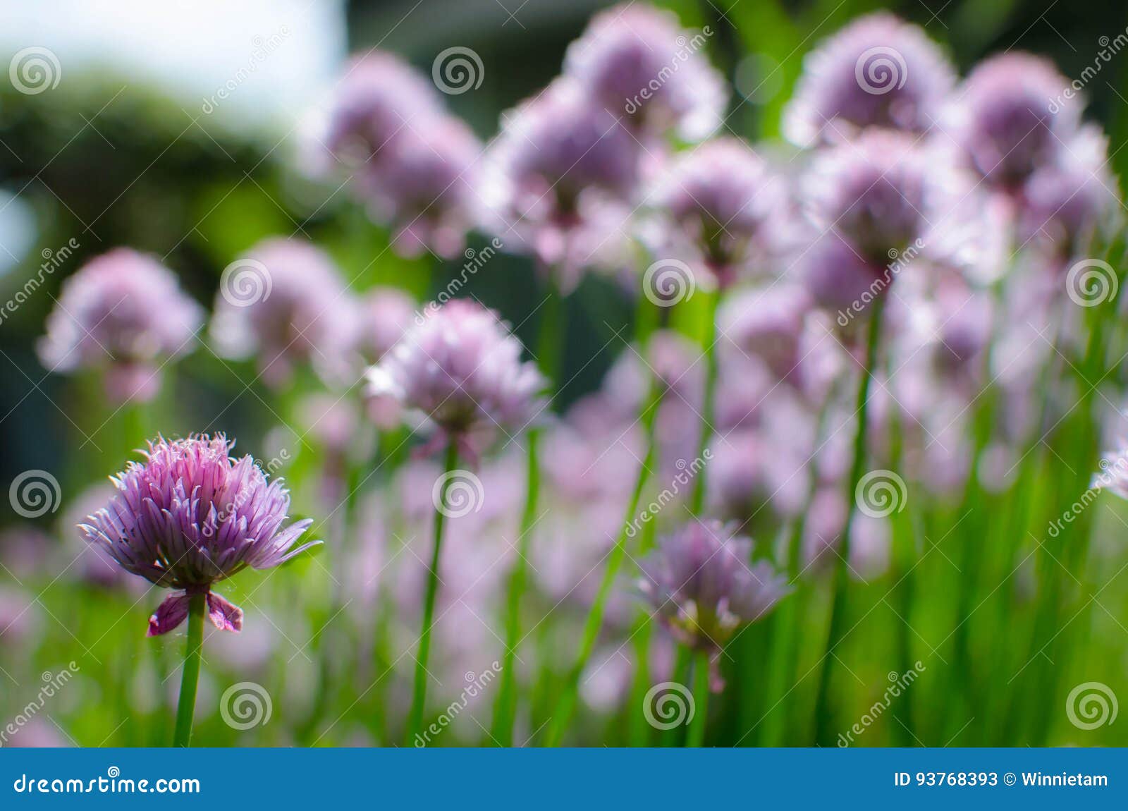 Field of Flowering Chives stock image. Image of gardening - 93768393