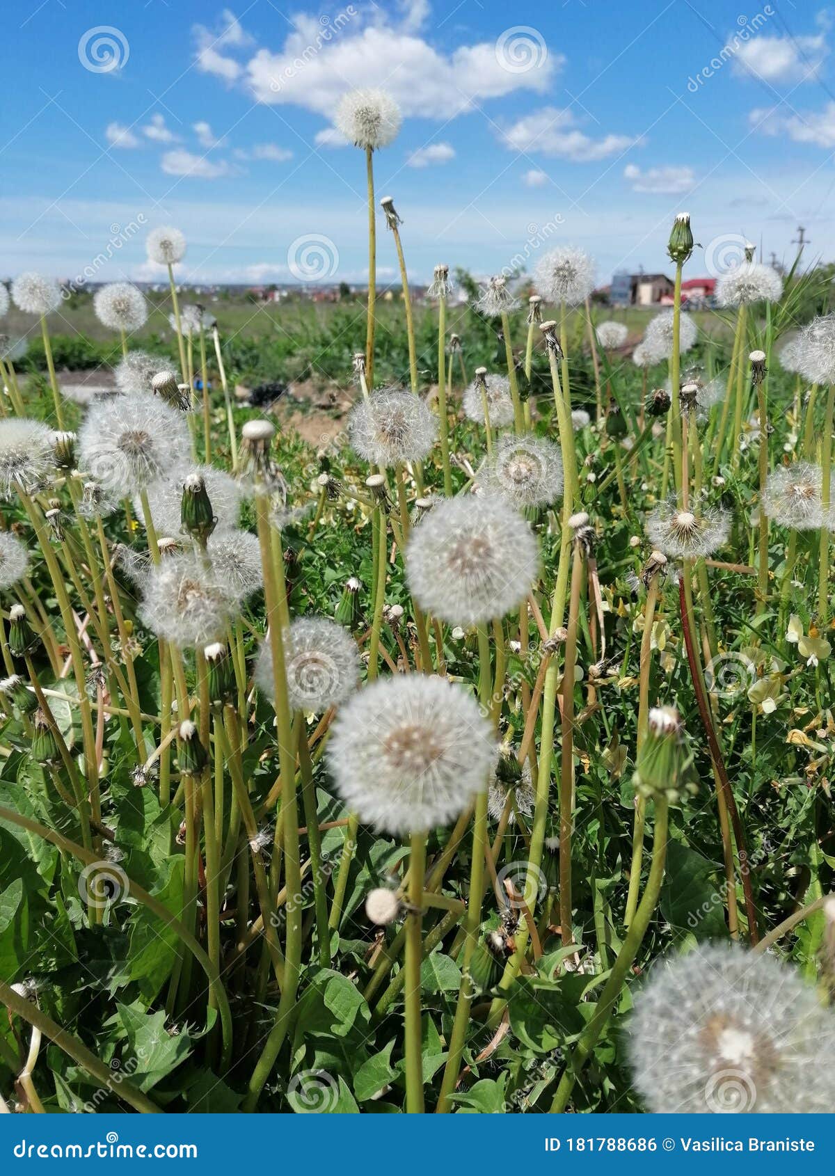 Field with Flowering Dandelions Stock Photo - Image of wild, flowers ...