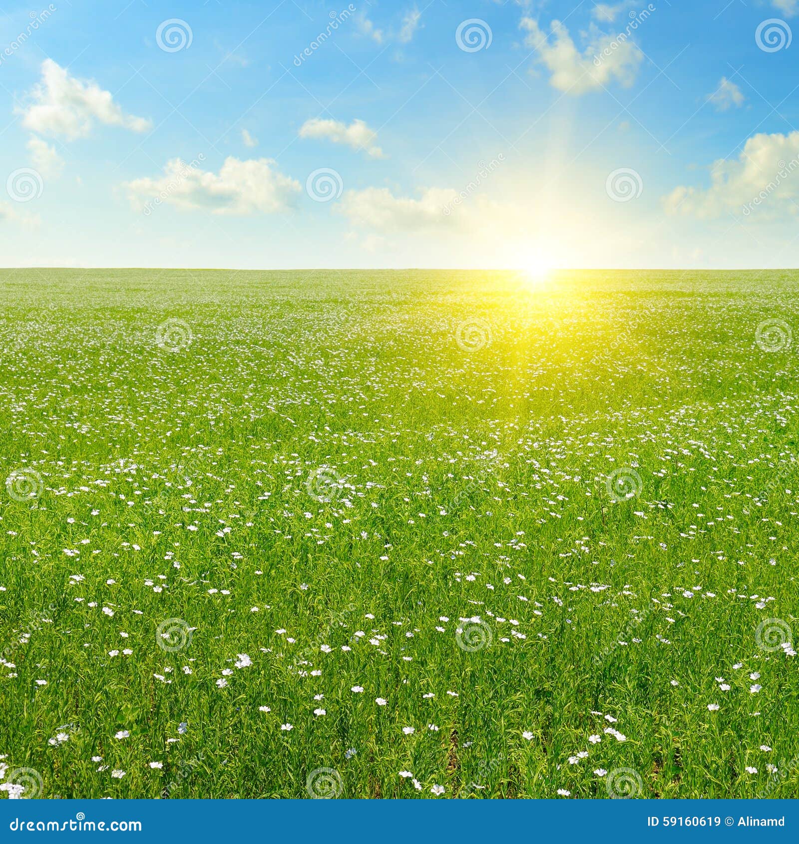 Field with Flowering Flax and Sky Stock Image - Image of countryside ...