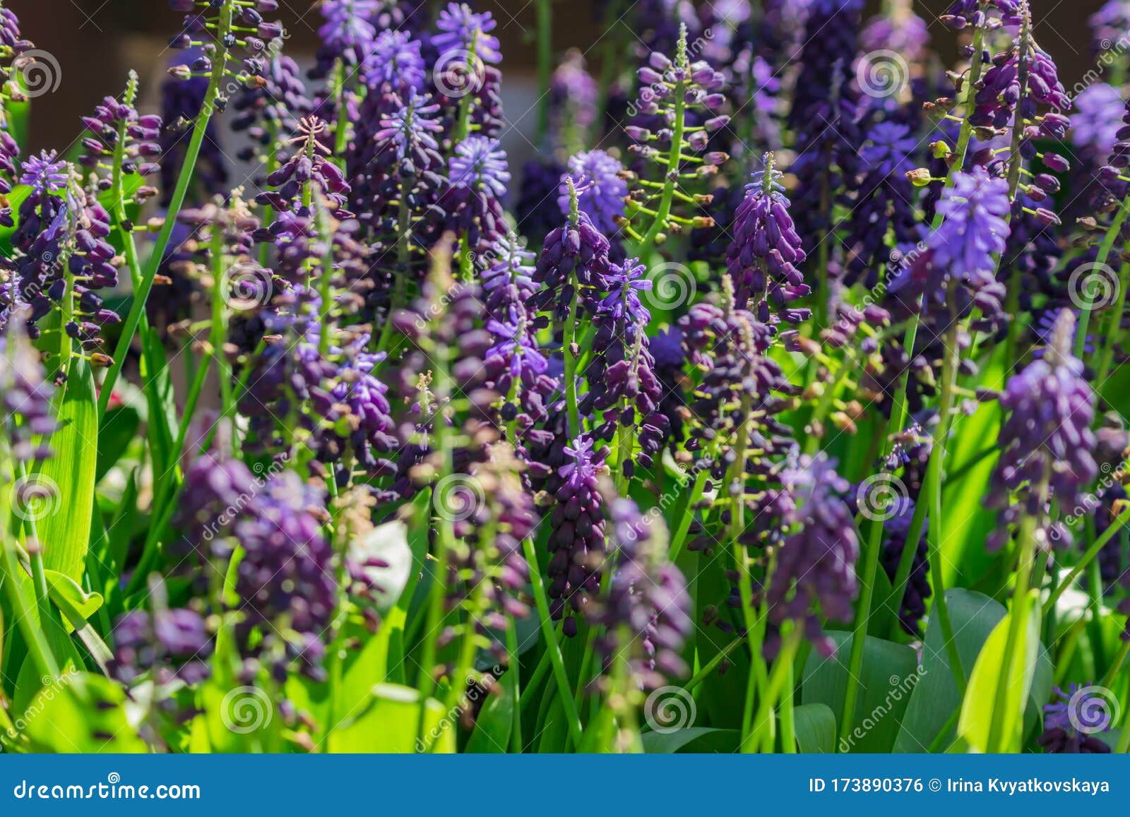 Field of Flowering Muscari in the Spring Garden Stock Photo - Image of ...