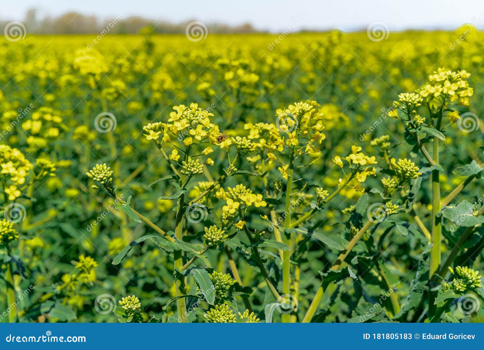 Field of flowering oilseed stock image. Image of countryside - 181805183