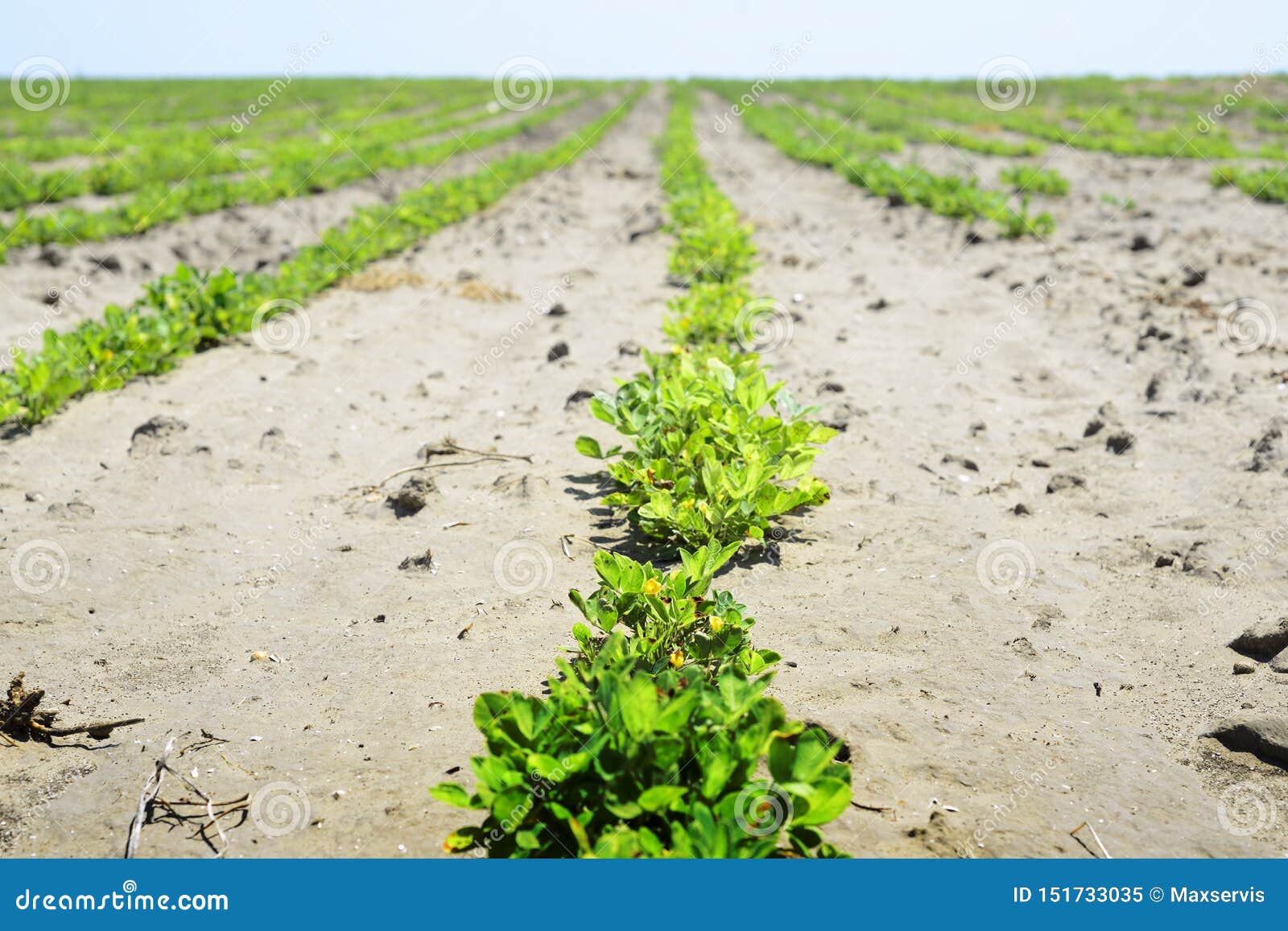 Field of flowering peanuts stock image. Image of landscape - 151733035