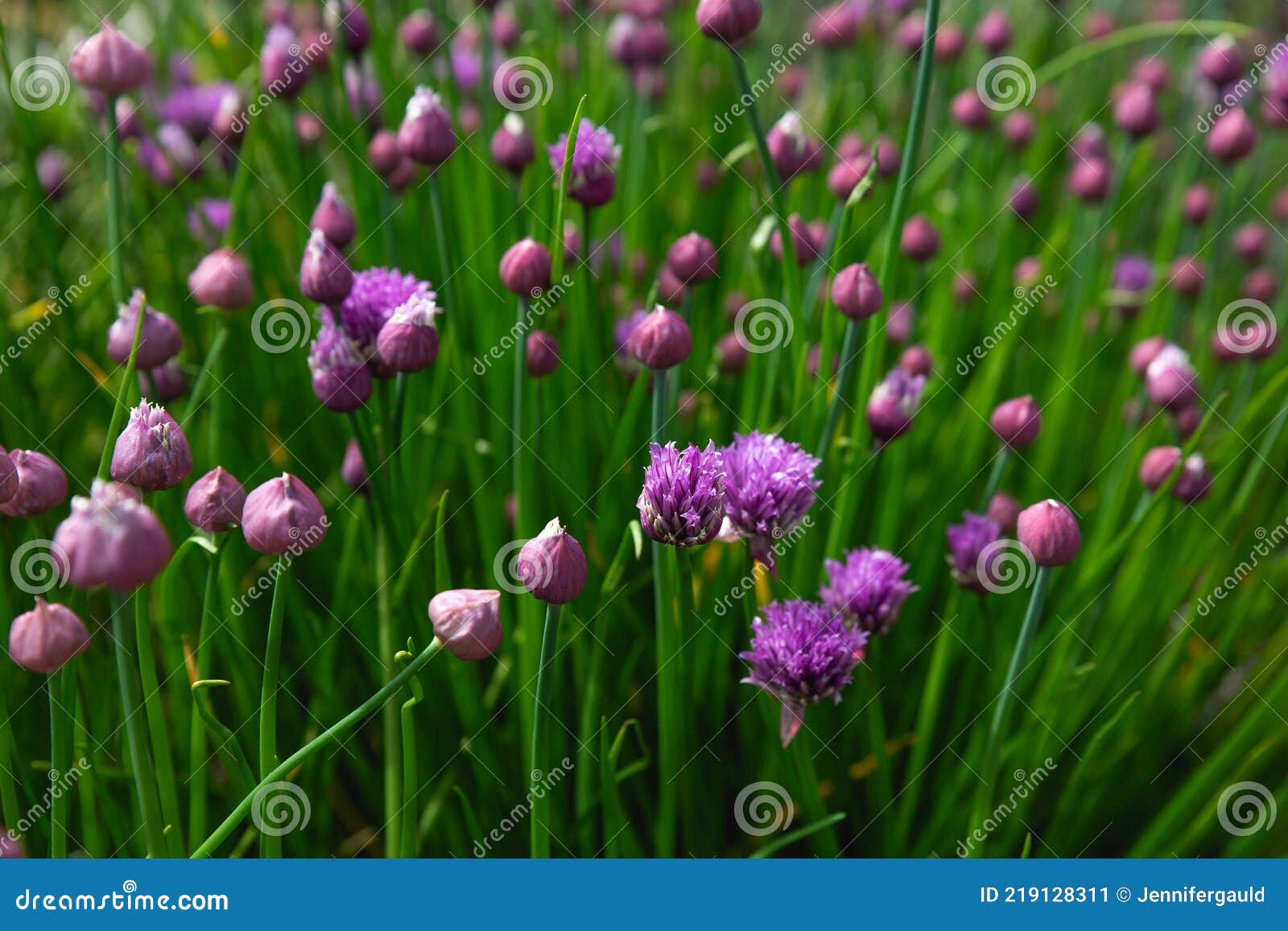 A Field of Flowering Chives Stock Image - Image of healthy, blooming ...