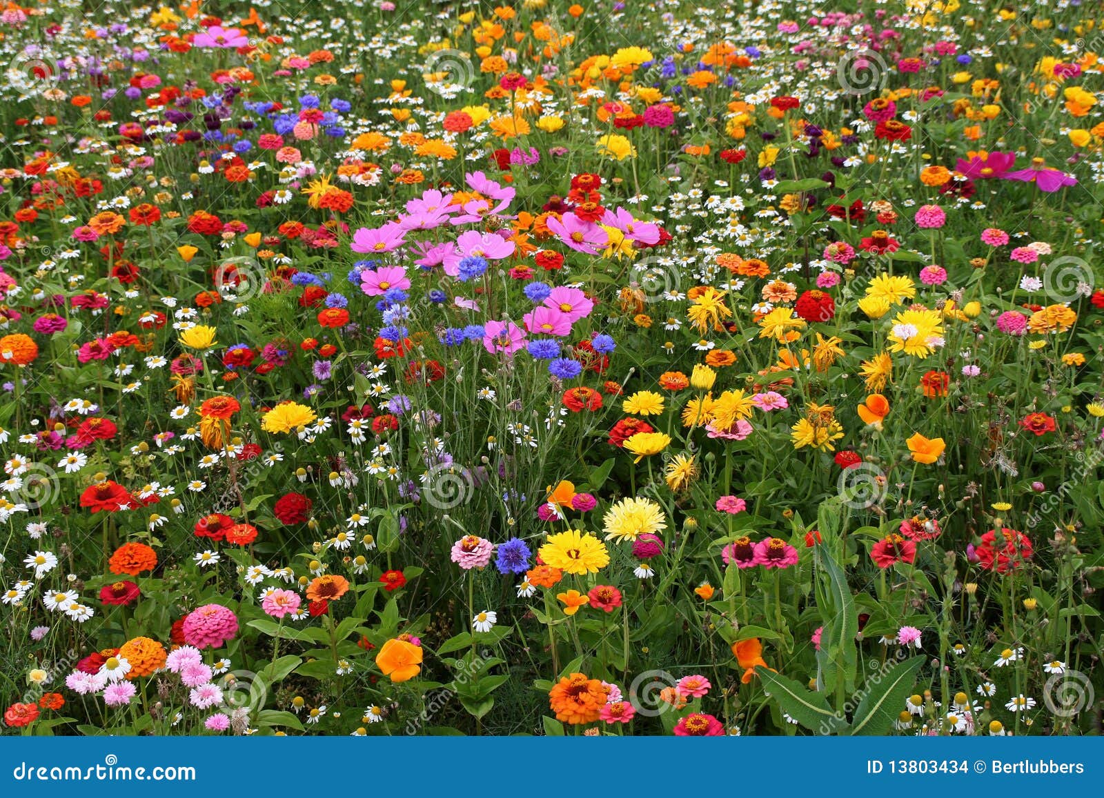 Field of flowers stock photo. Image of colorful, season - 13803434
