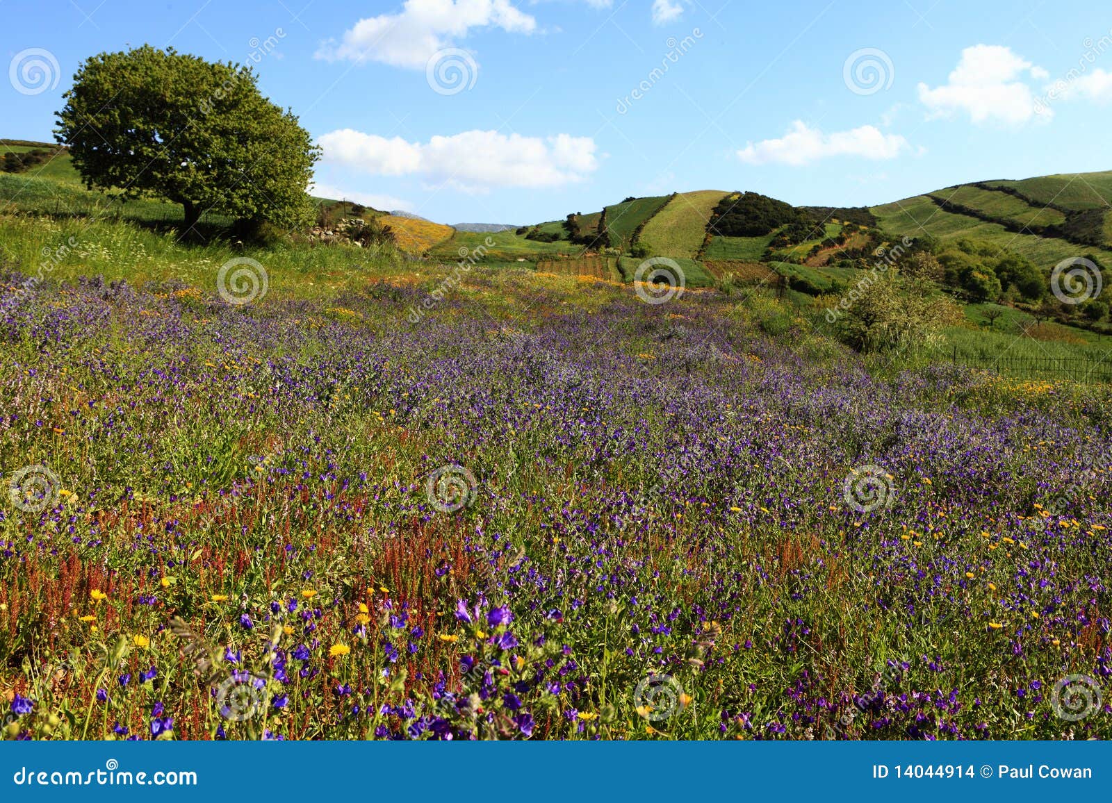 Field of flowers stock photo. Image of cultivated, fallow - 14044914