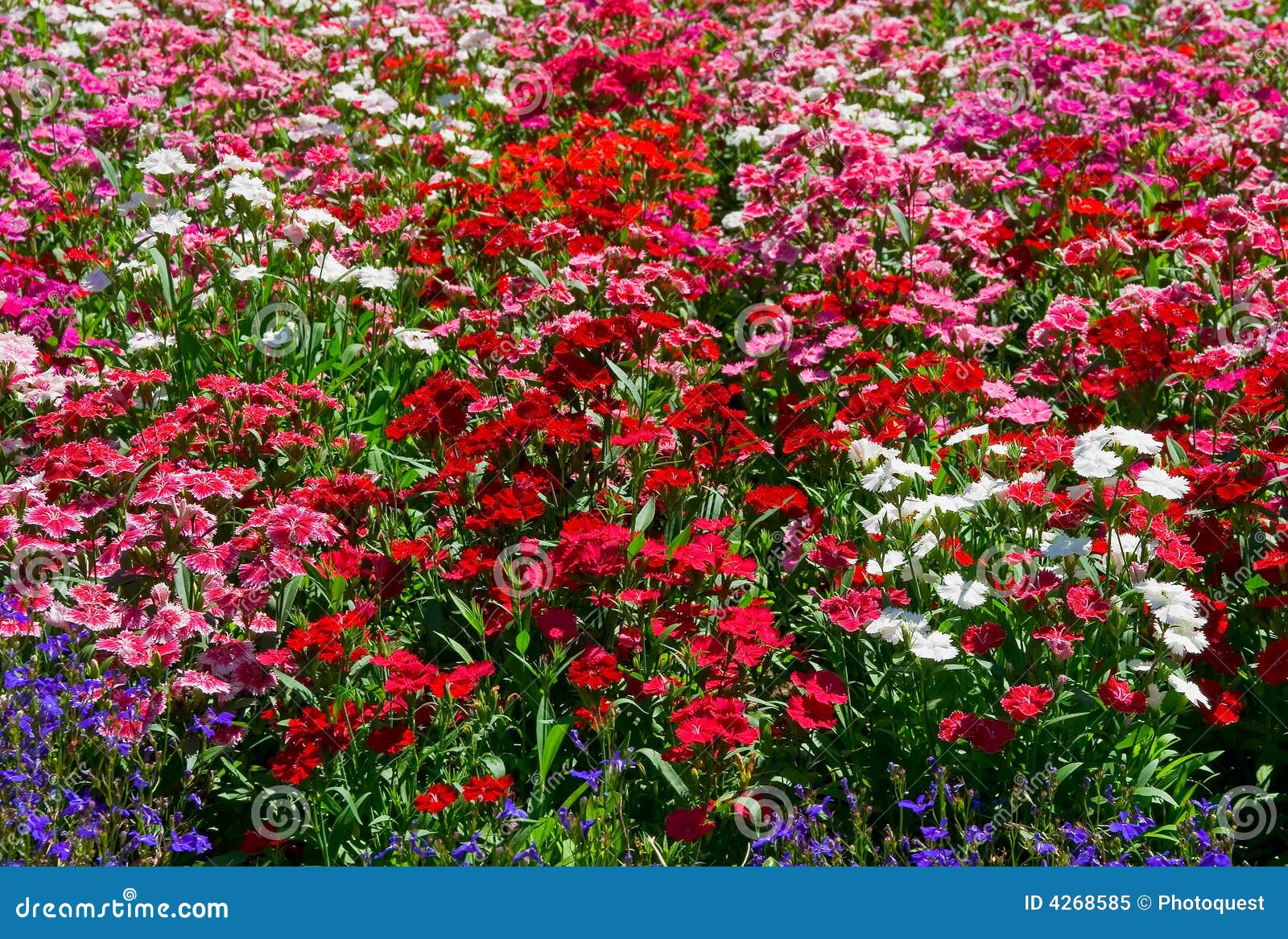Field of flowers stock image. Image of farm, landscape - 4268585
