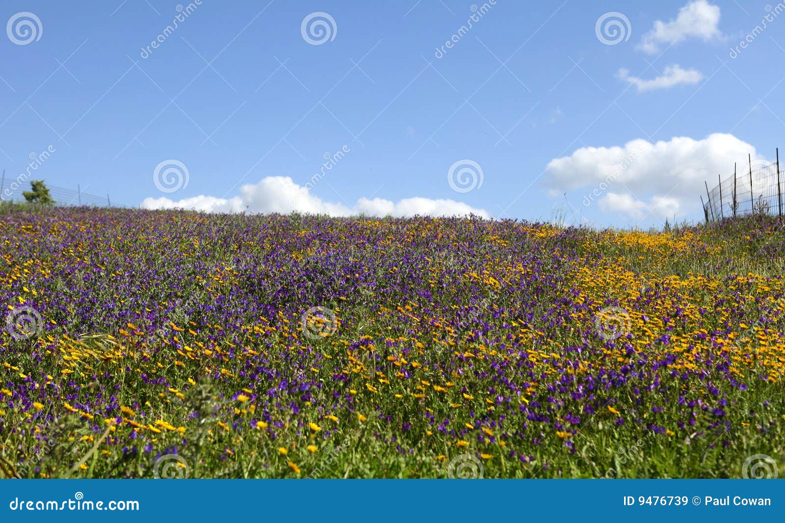 Field of flowers stock image. Image of horizon, green - 9476739