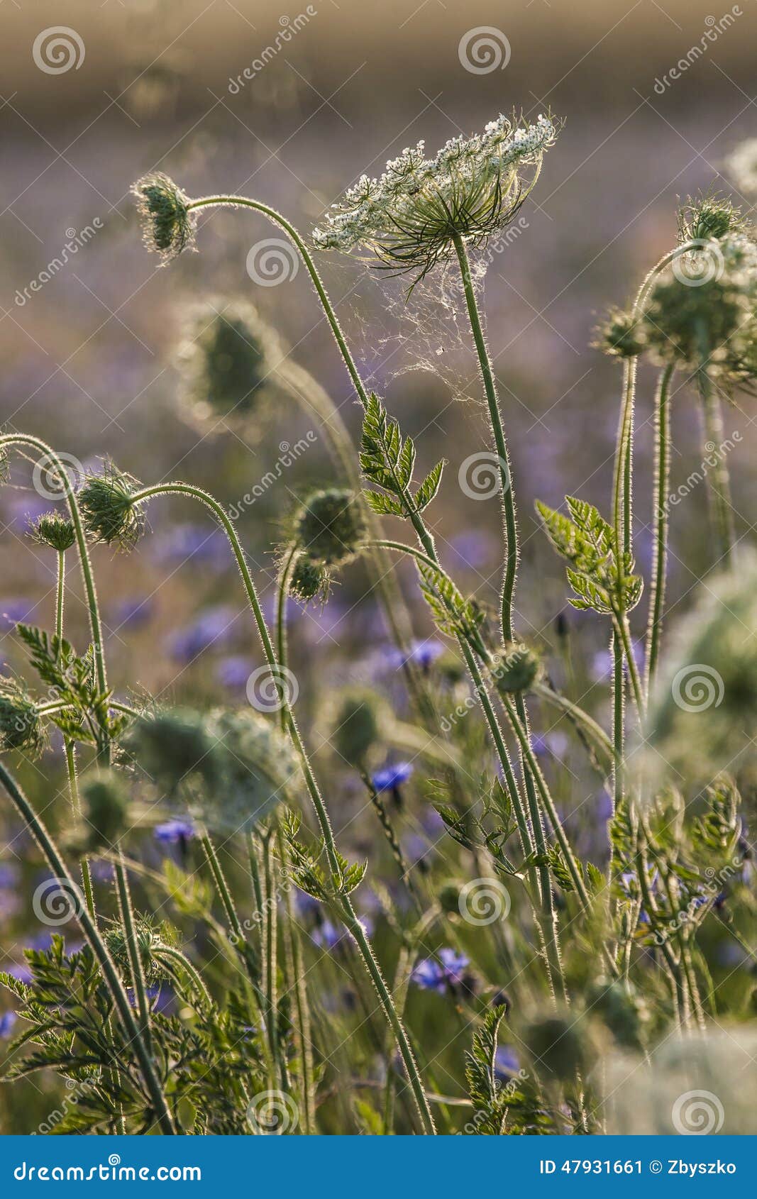 Field Flowers at Dawn stock image. Image of meadow, sunrise - 47931661