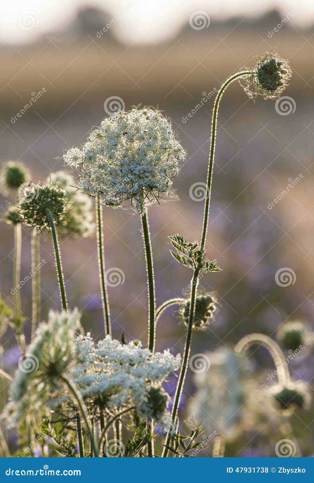 Field Flowers at Dawn stock photo. Image of grass, herb - 47931738