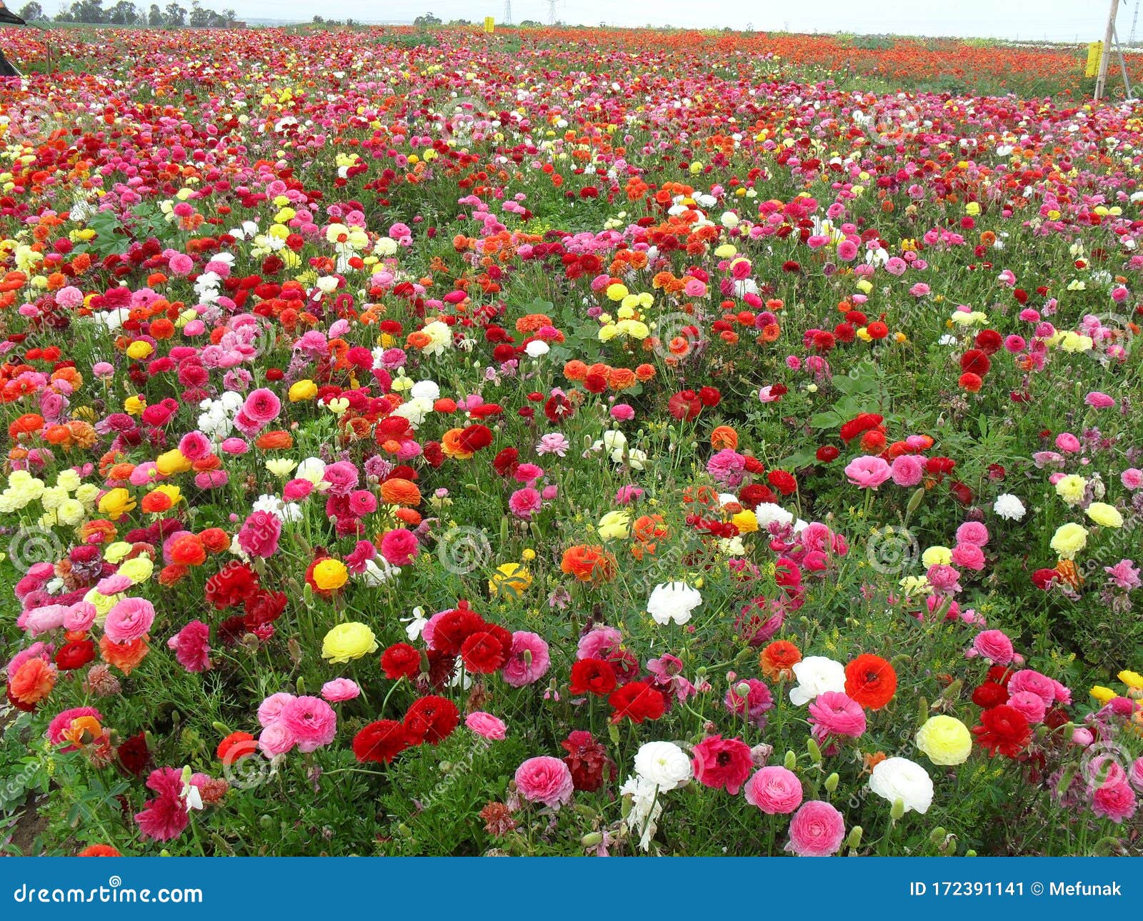 Field Flowers with Different Colors Stock Image - Image of colors ...