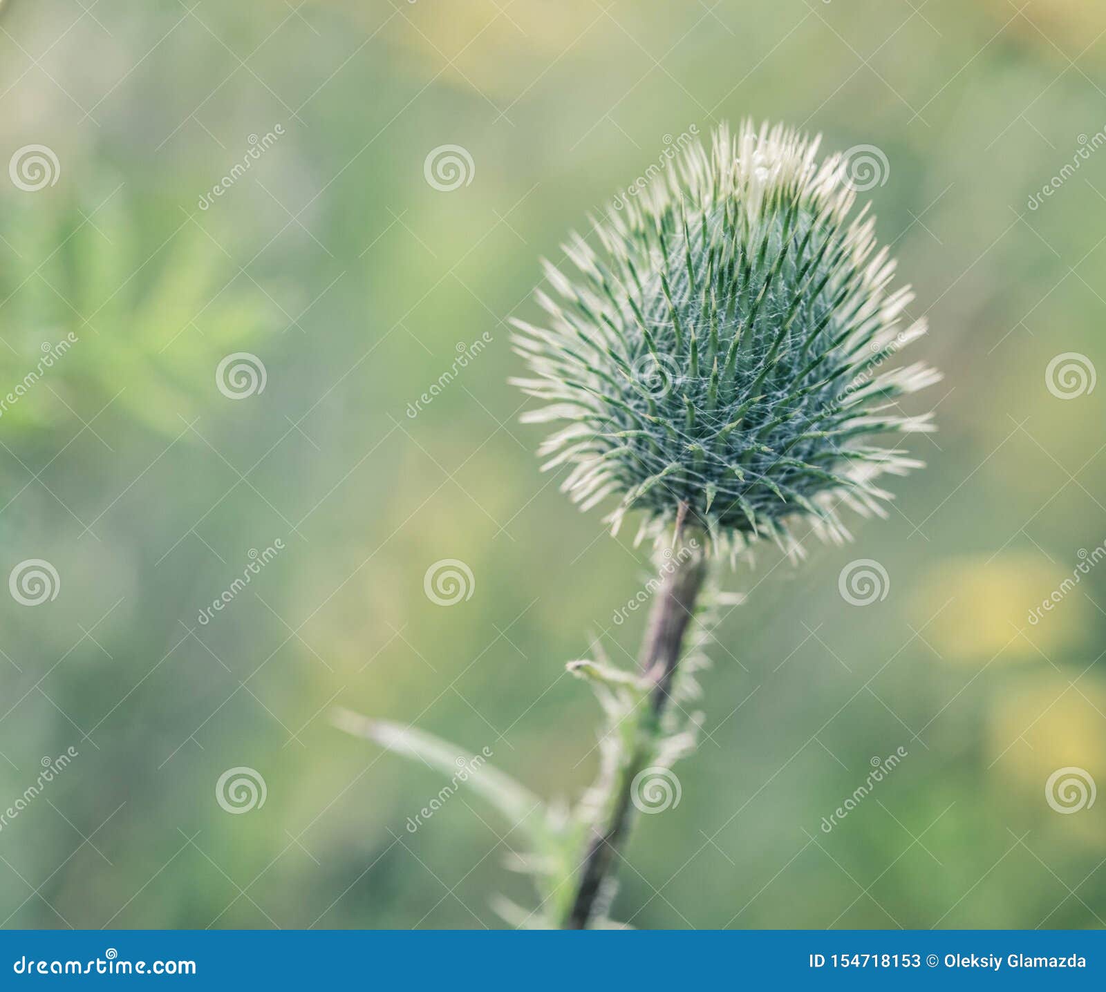 The Field Flowers are in Environmental Conditions. Stock Image - Image ...
