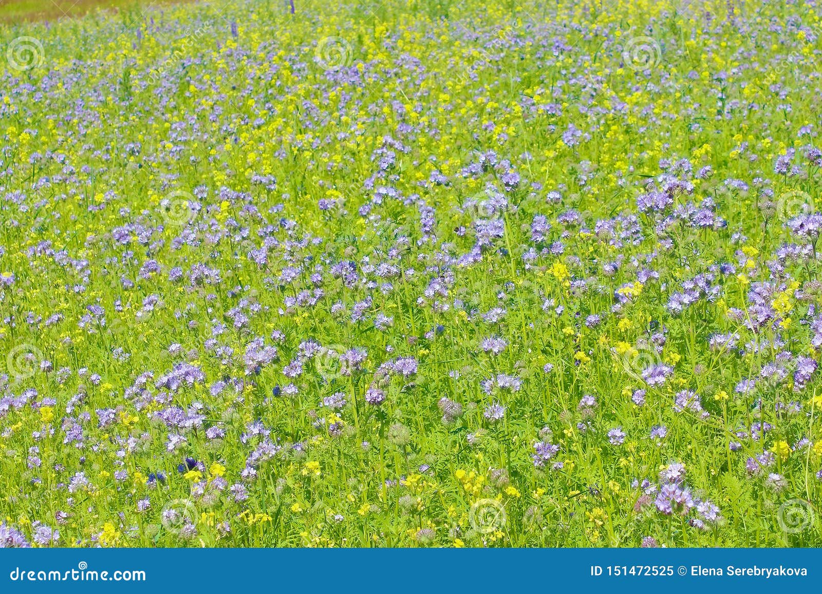 Field Flowers and Grass Background. Stock Image - Image of texture ...