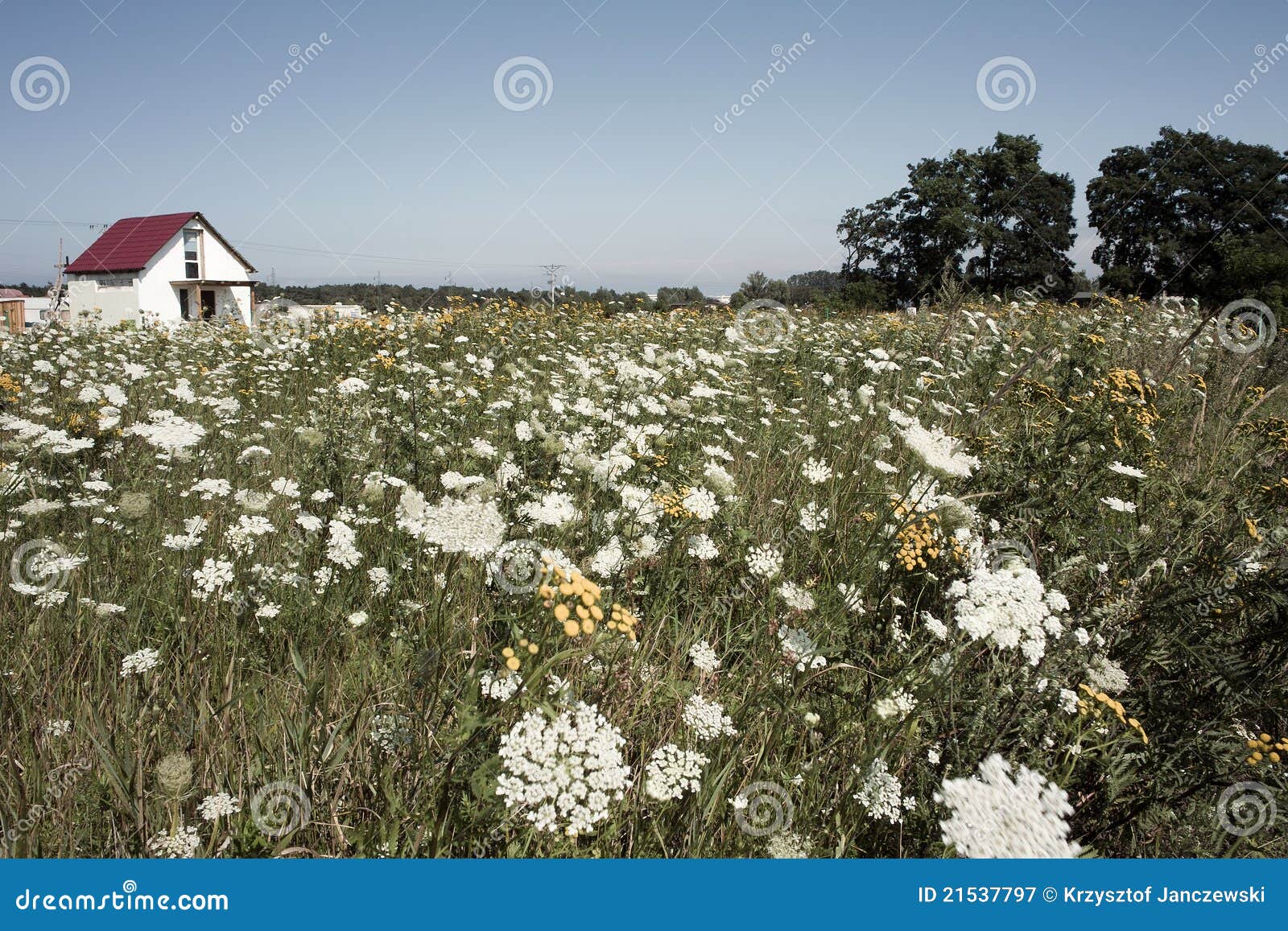 Field of flowers and house stock image. Image of land - 21537797