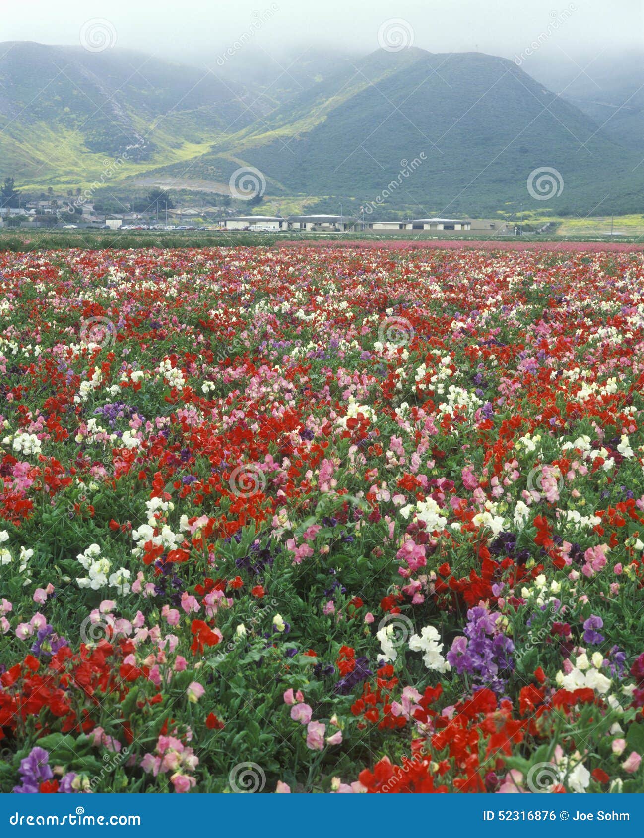 Field of Flowers, Lompoc, CA Stock Photo - Image of cultivate, plants ...
