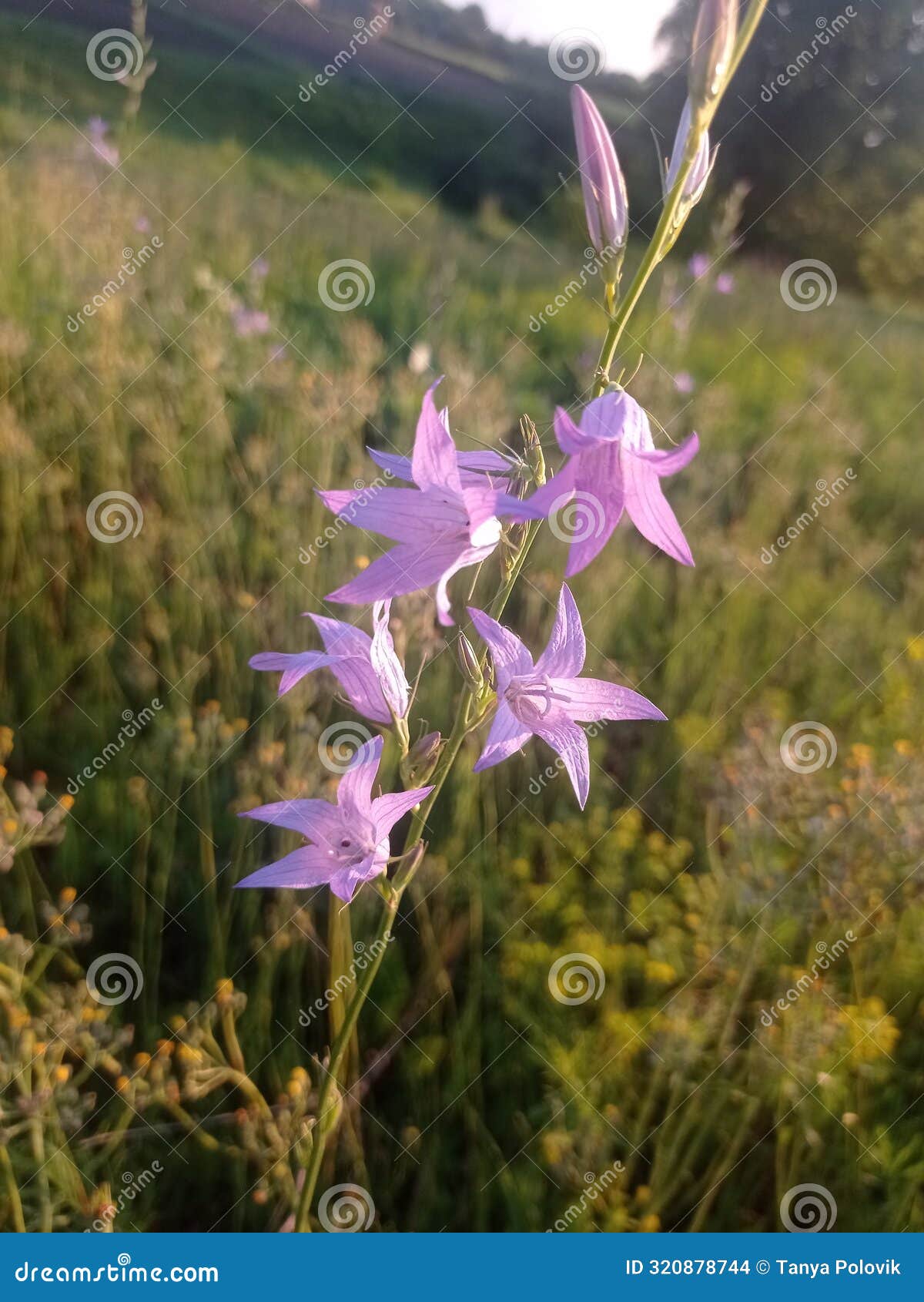 Field Flowers in the Meadow Stock Photo - Image of meadow, flora: 320878744