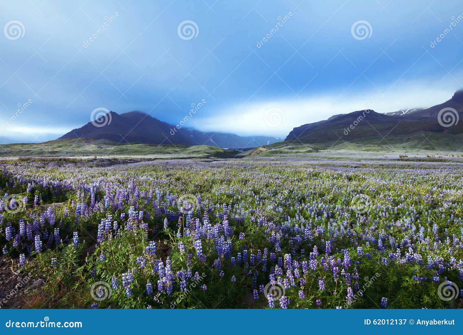 Field of Flowers and Mountains Stock Image - Image of landscape ...