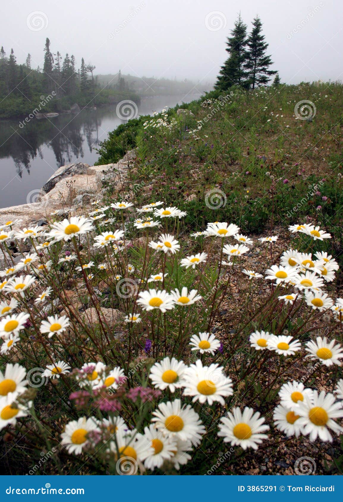Field of Flowers,Nova Scotia Stock Image - Image of landscape, scotia ...