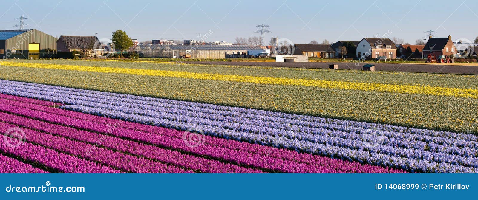 Field of flowers. Panorama stock image. Image of beautiful - 14068999