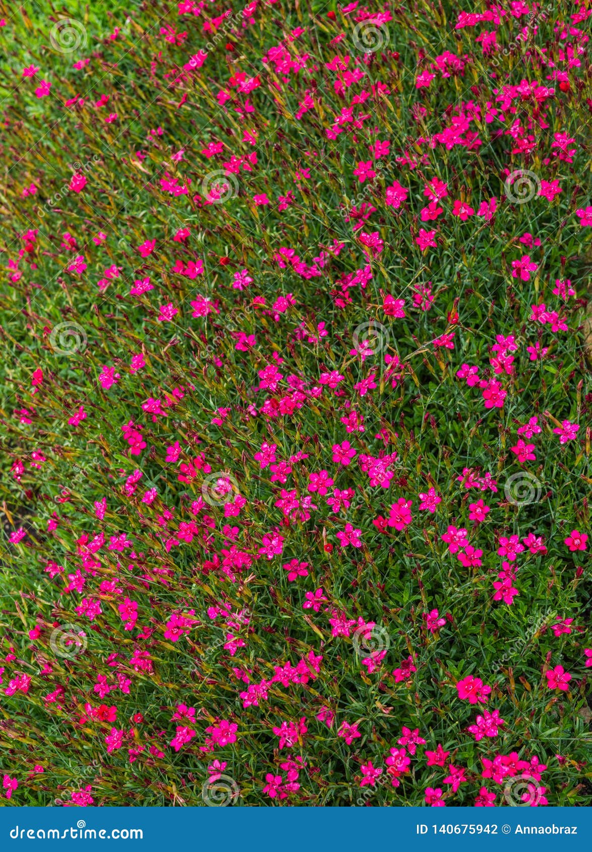 Field Flowers. Field Pink Carnations in the Meadow in Summer Stock ...