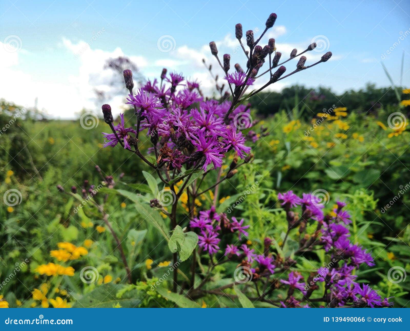 Spring flowers stock photo. Image of spring, field, springfield - 139490066