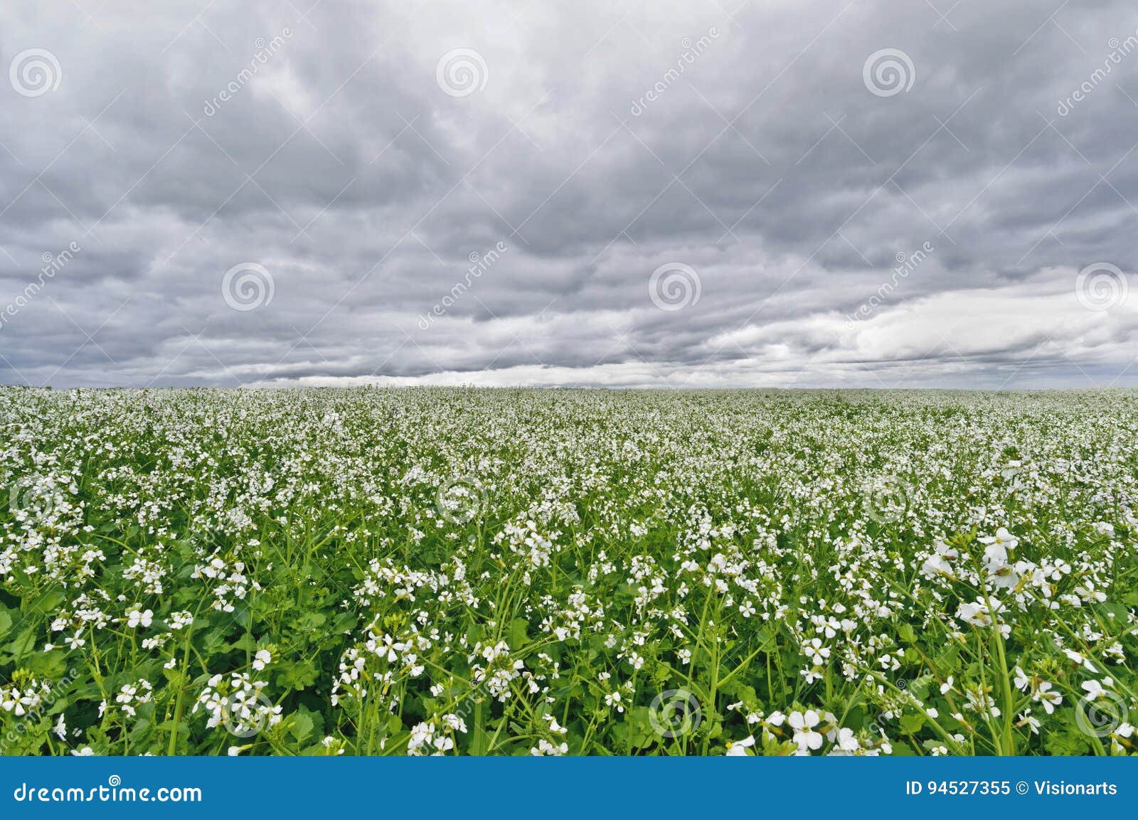 Field of Flowers with Storm Clouds Overhead Stock Image - Image of ...