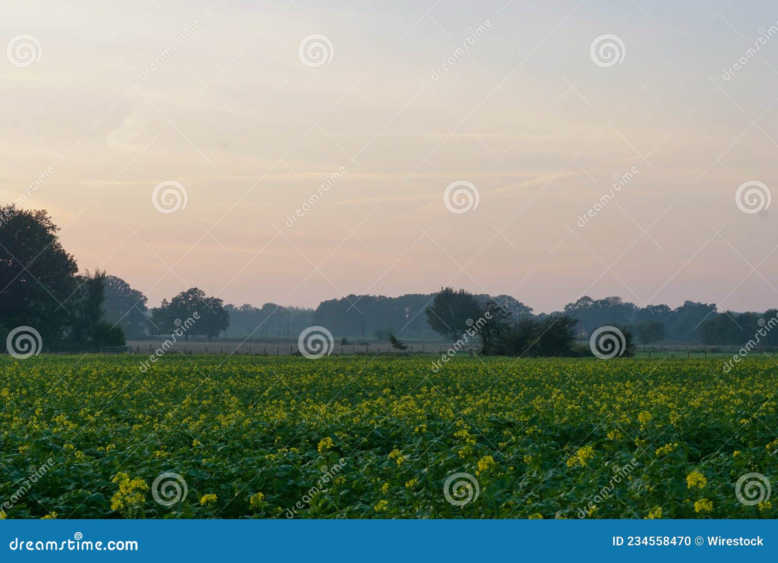 Field with Flowers and Trees at Sunset Stock Photo - Image of scenic ...