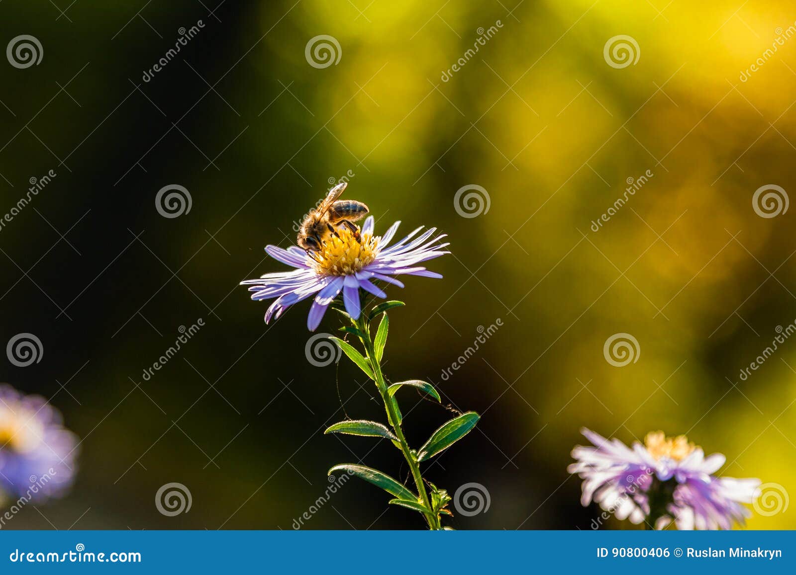 Field Flowers on Which Insects and Bees Sit Stock Photo - Image of ...