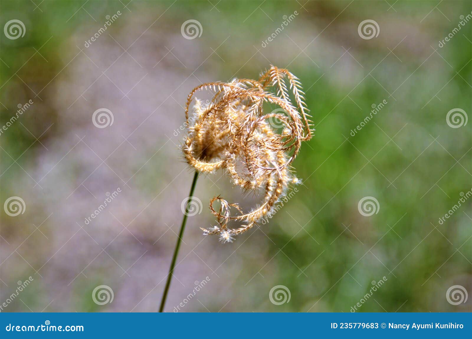 Flower Details of Chloris Polydactyla Stock Image - Image of grass ...