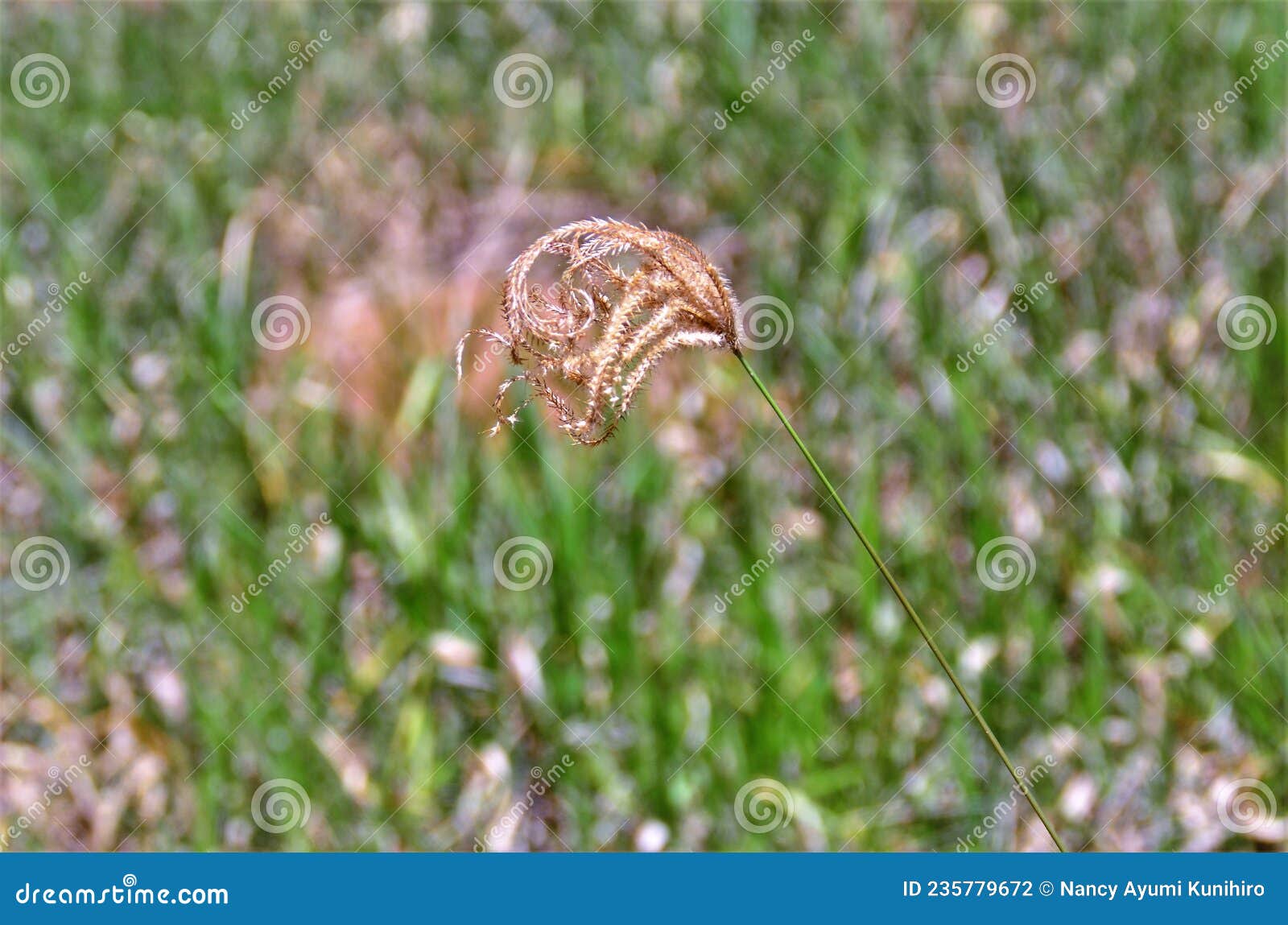 White Grass Flower Chloris Polydactyla Stock Photo - Image of blossom ...