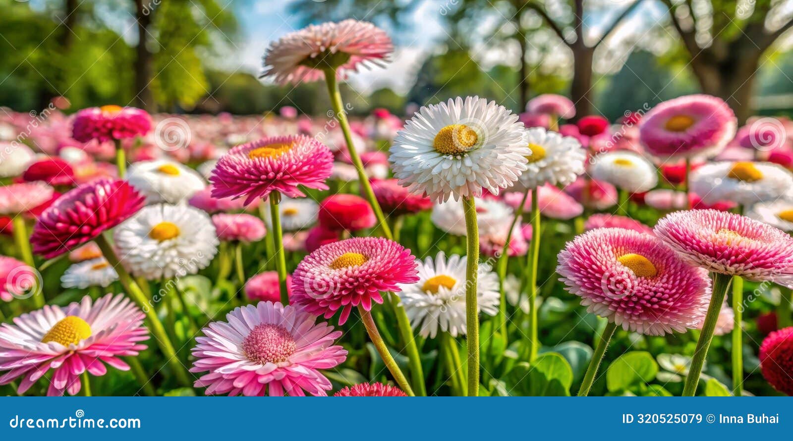 A Field of Flowers with the Word Daisy at the Bottom. AI is Created ...