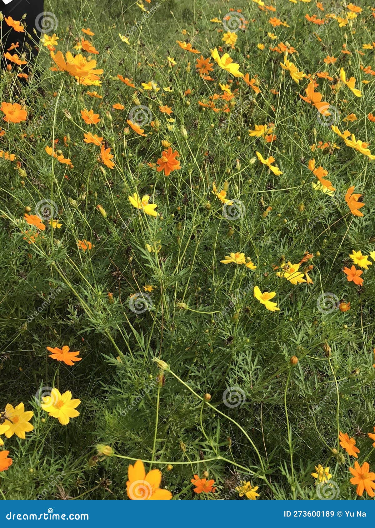A Field of Flowers with a Yellow Flower on the Stem Stock Image - Image ...