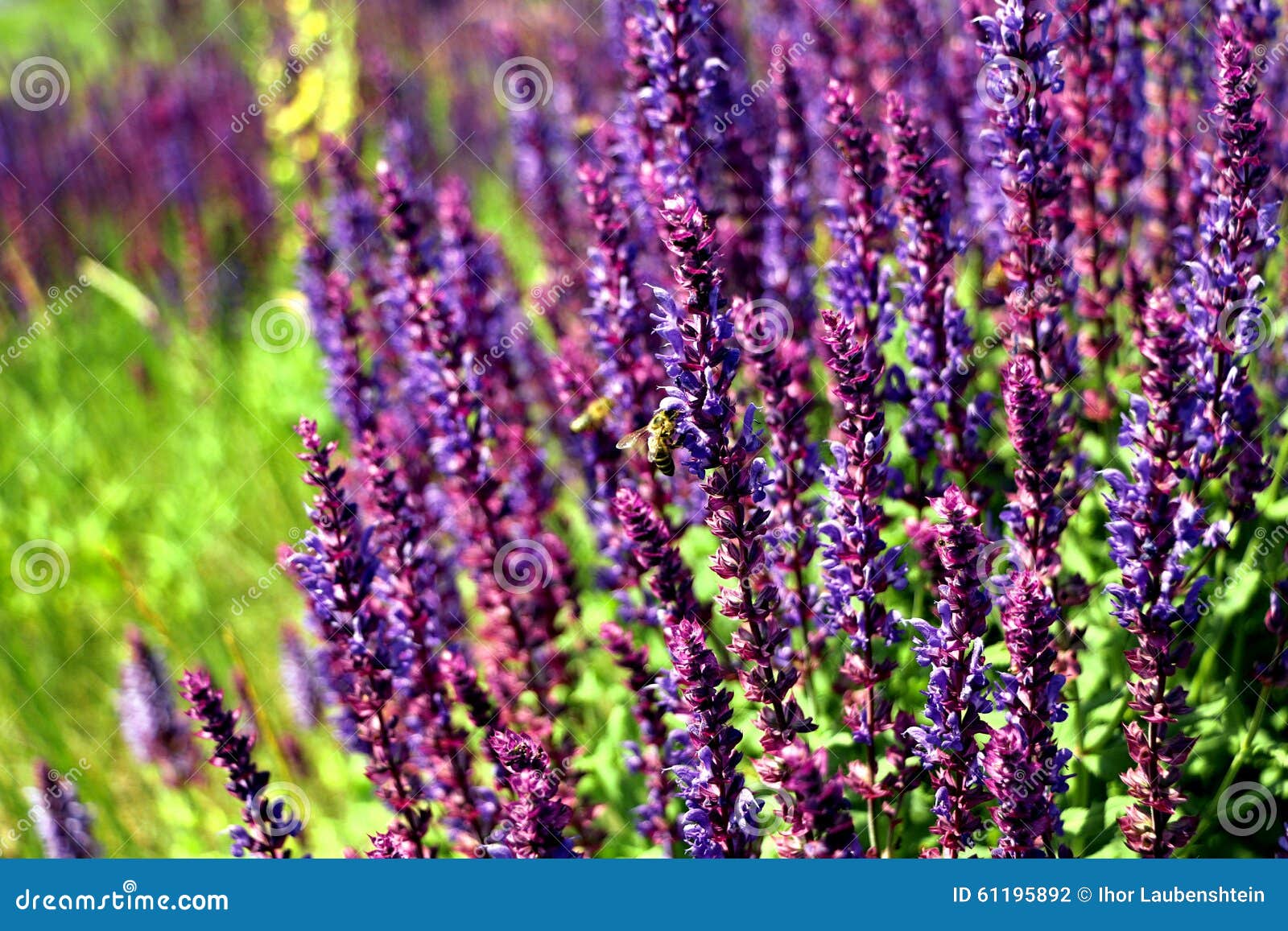 Field flowerses stock photo. Image of summer, europa - 61195892