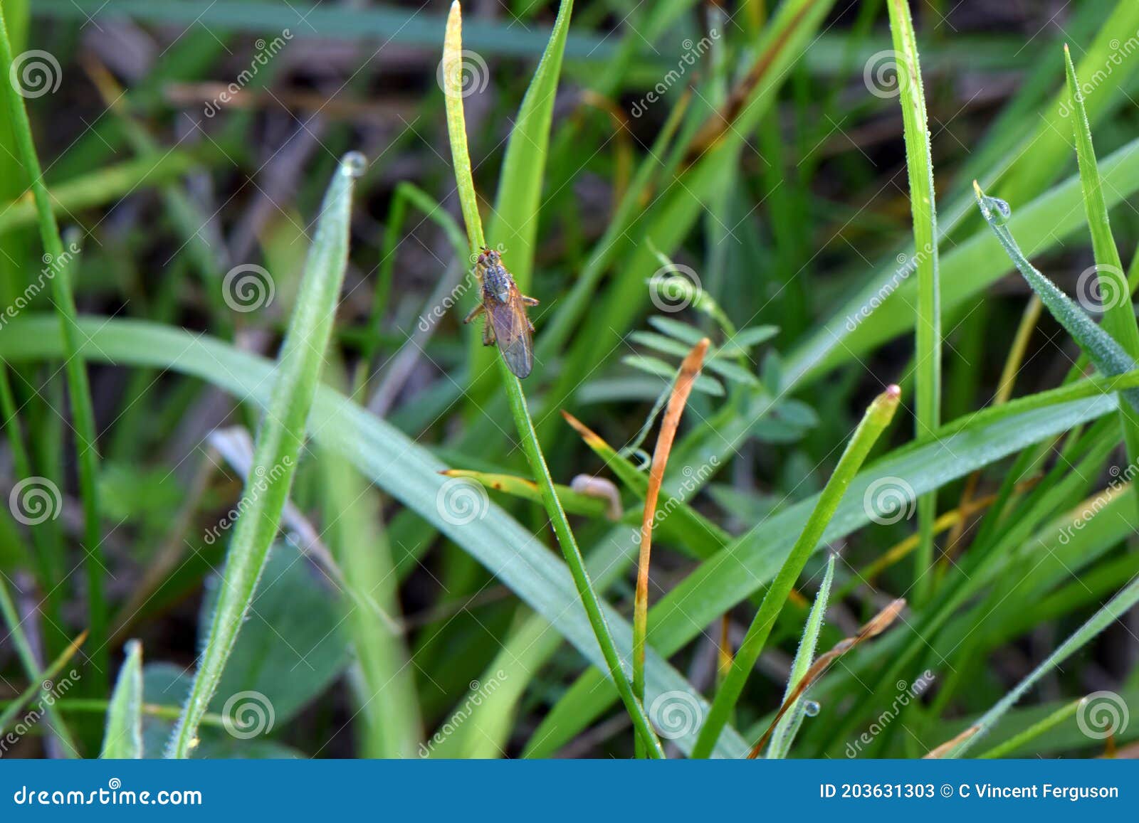 Field Fly Sits on a Grass Blade 03 Stock Image - Image of wildlife ...