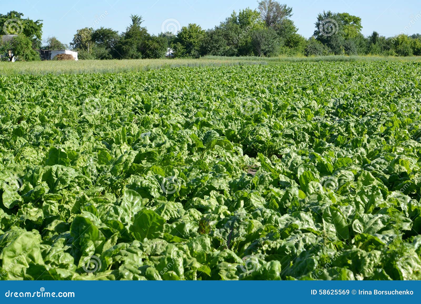 Field of Fodder Beet in Summer Stock Image - Image of food, forage ...