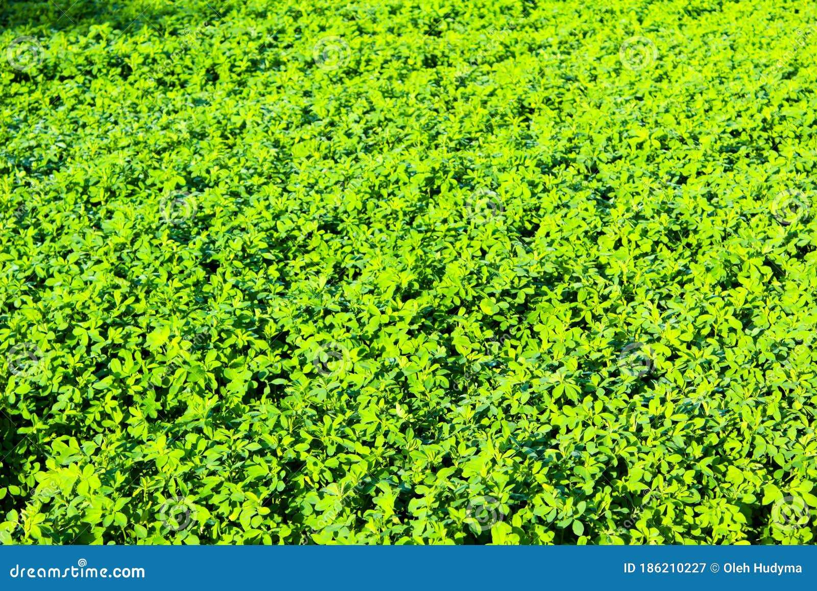 Field of Fodder Grass, Alfalfa Matures in Ukraine Stock Image - Image ...