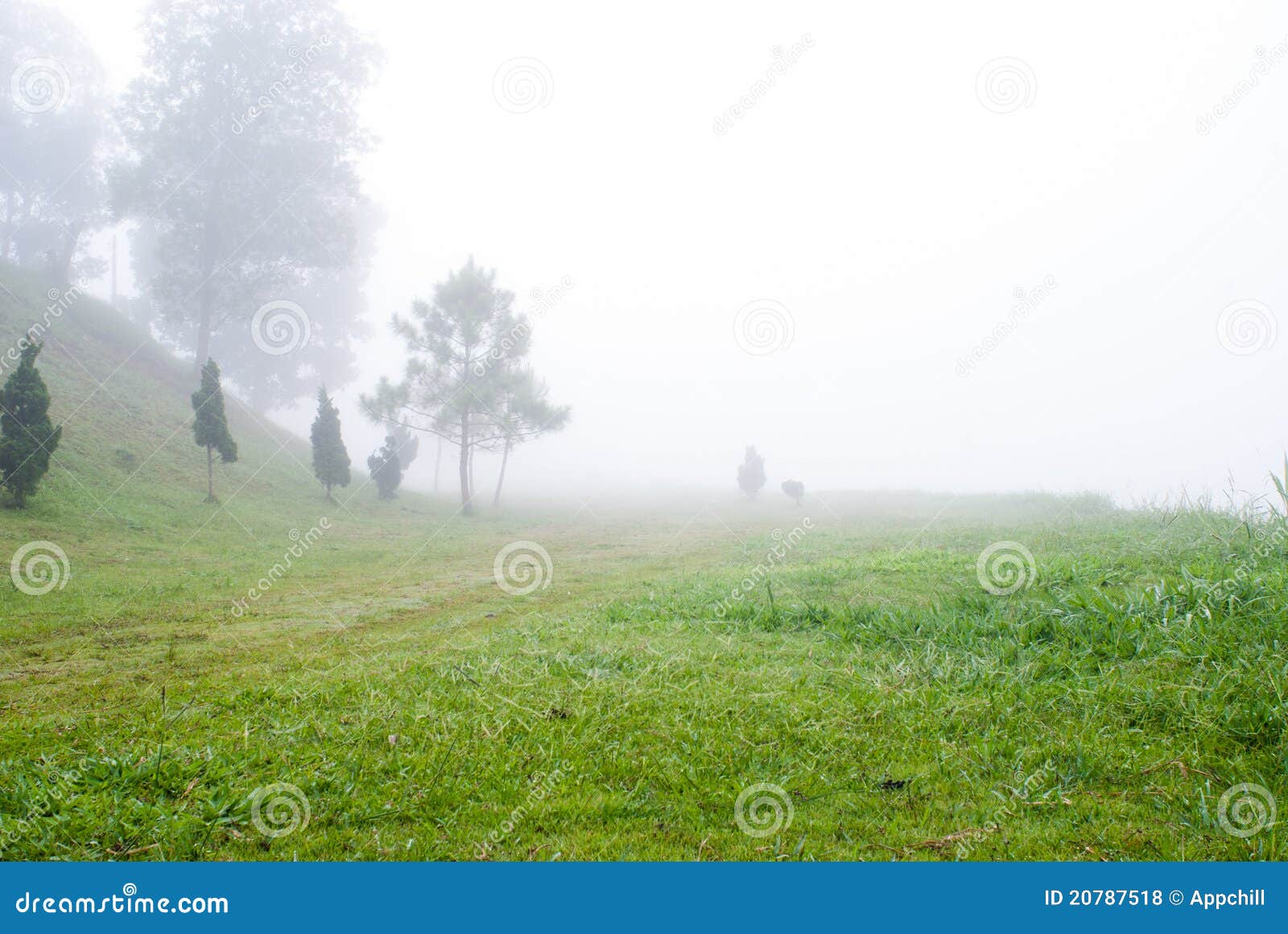 Field and fog stock photo. Image of macro, damp, field - 20787518