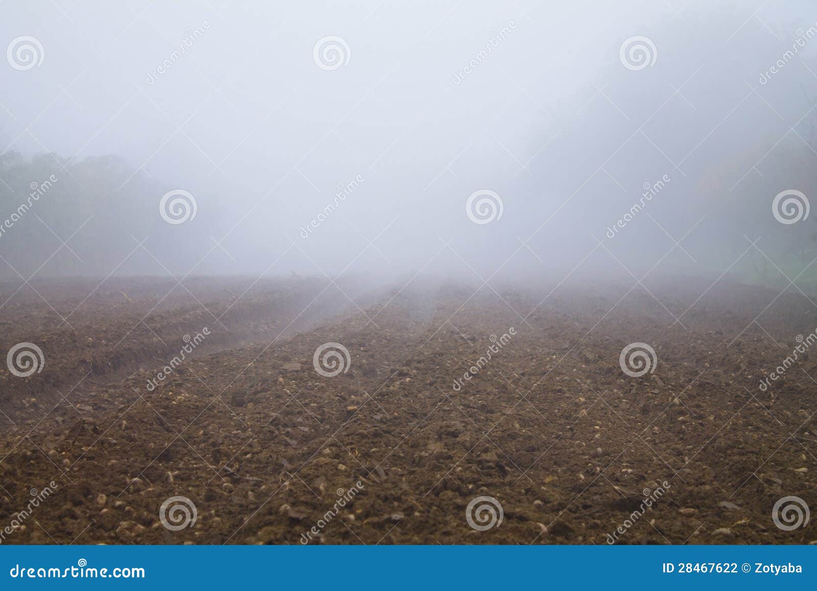 Field in fog stock photo. Image of terra, plant, spooky - 28467622
