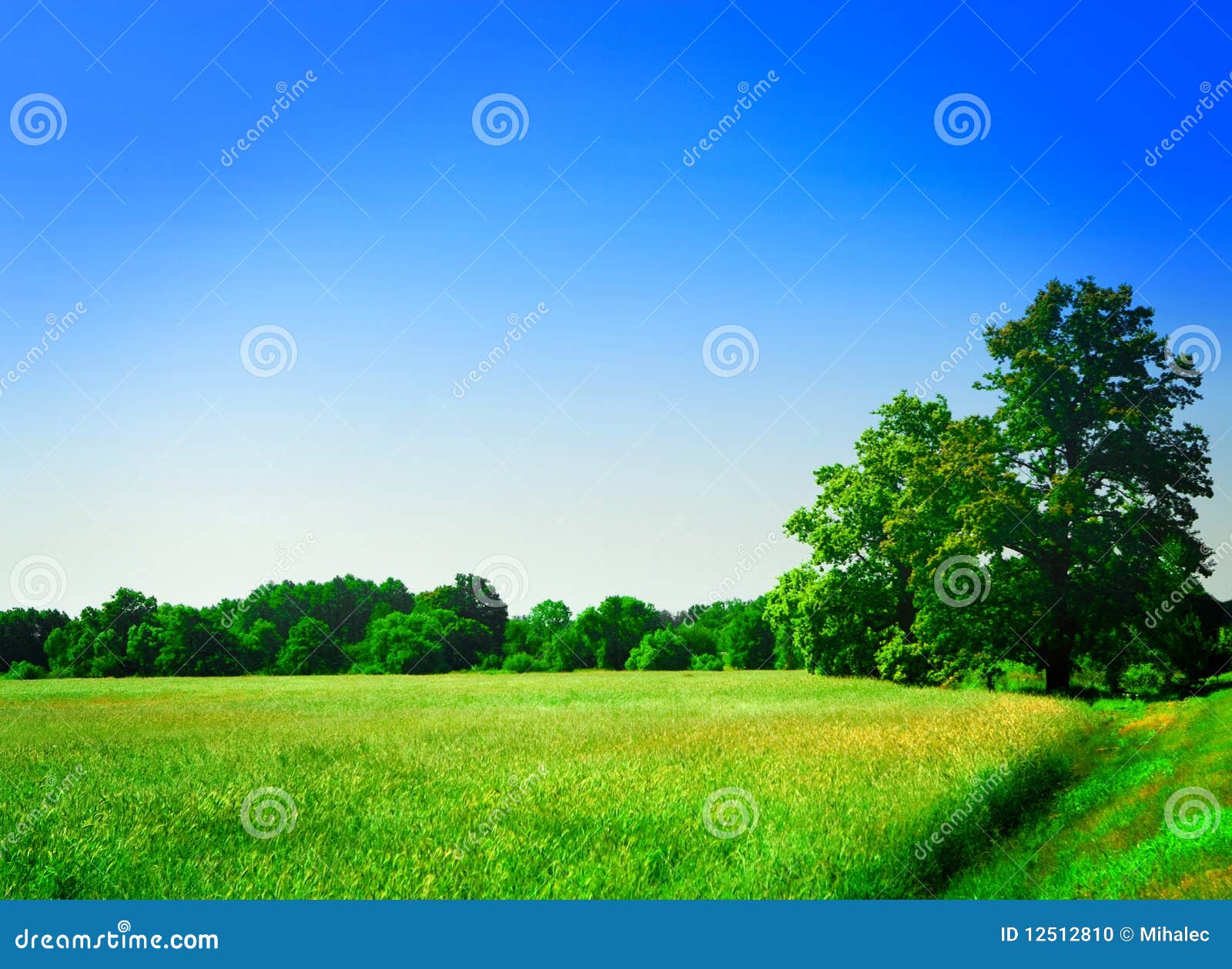 Field with forest stock photo. Image of clear, conservation - 12512810