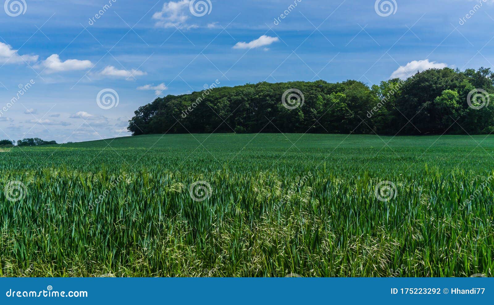Field with Forest in Background Stock Photo - Image of field, blade ...