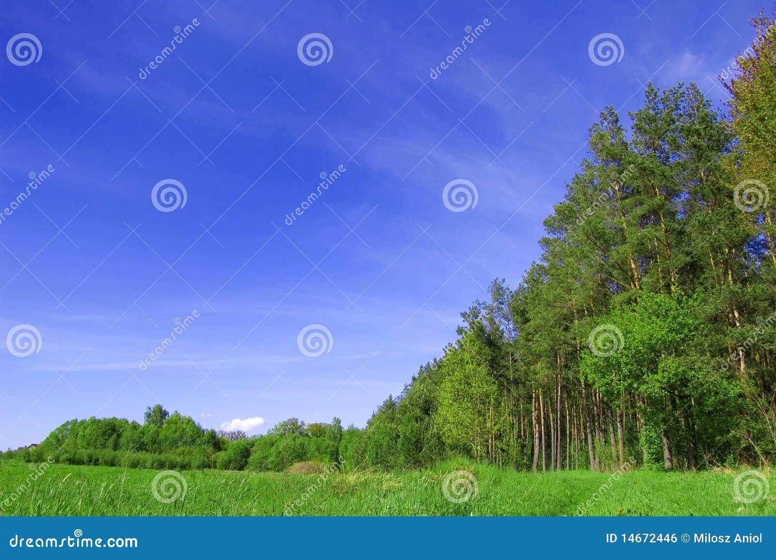 Field and Forest Conceptual Image. Stock Photo - Image of green ...