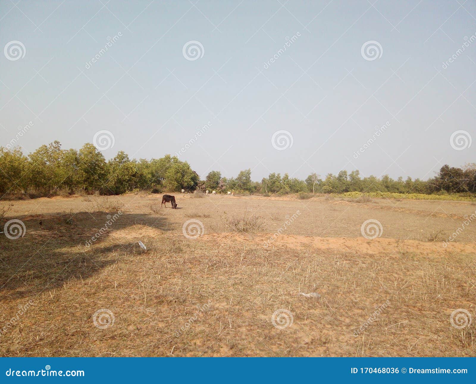 Field Forest Cow Beautiful Achcha Stock Photo - Image of field ...