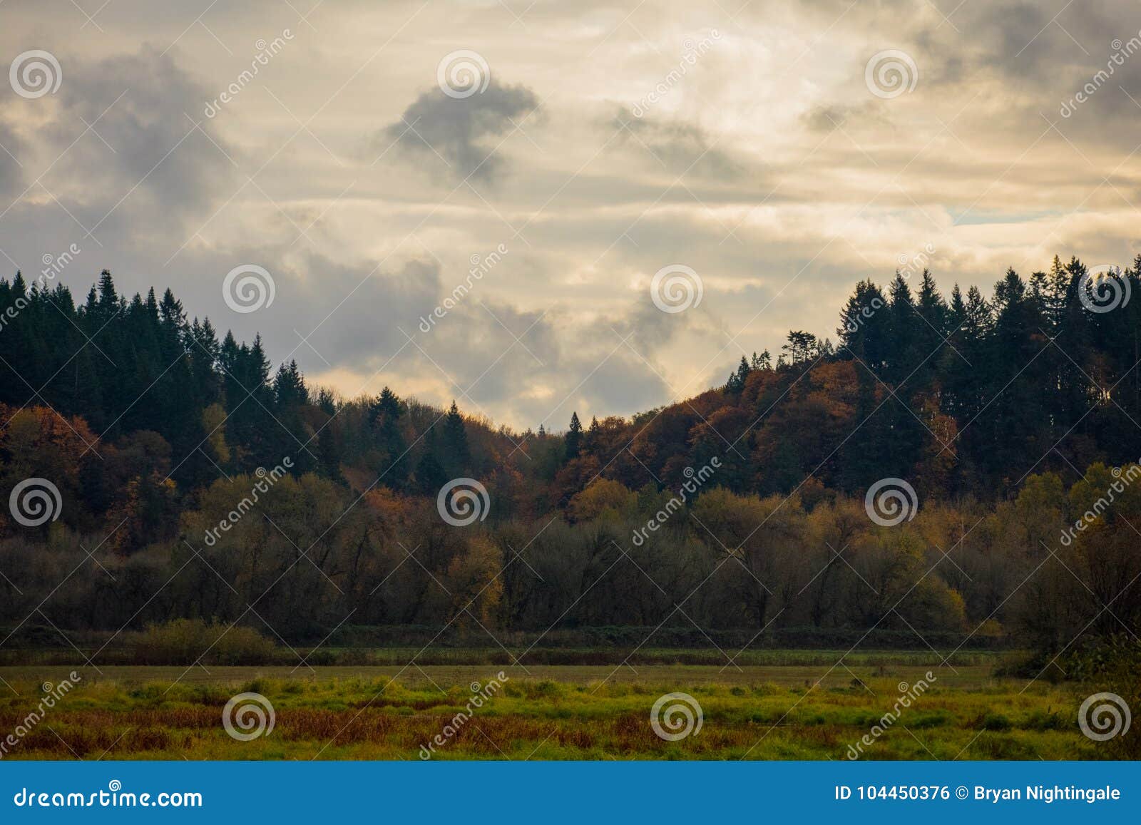 Field and forest stock photo. Image of highland, leading - 104450376