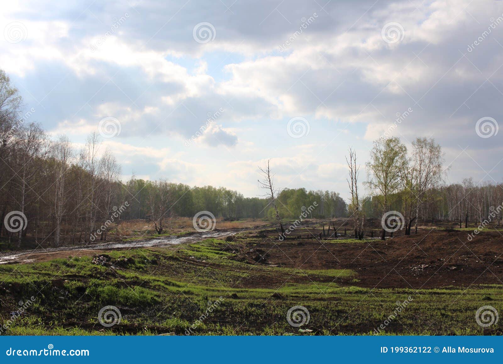 Field in the Forest after a Fire in the Spring Burns Damaged Land in ...