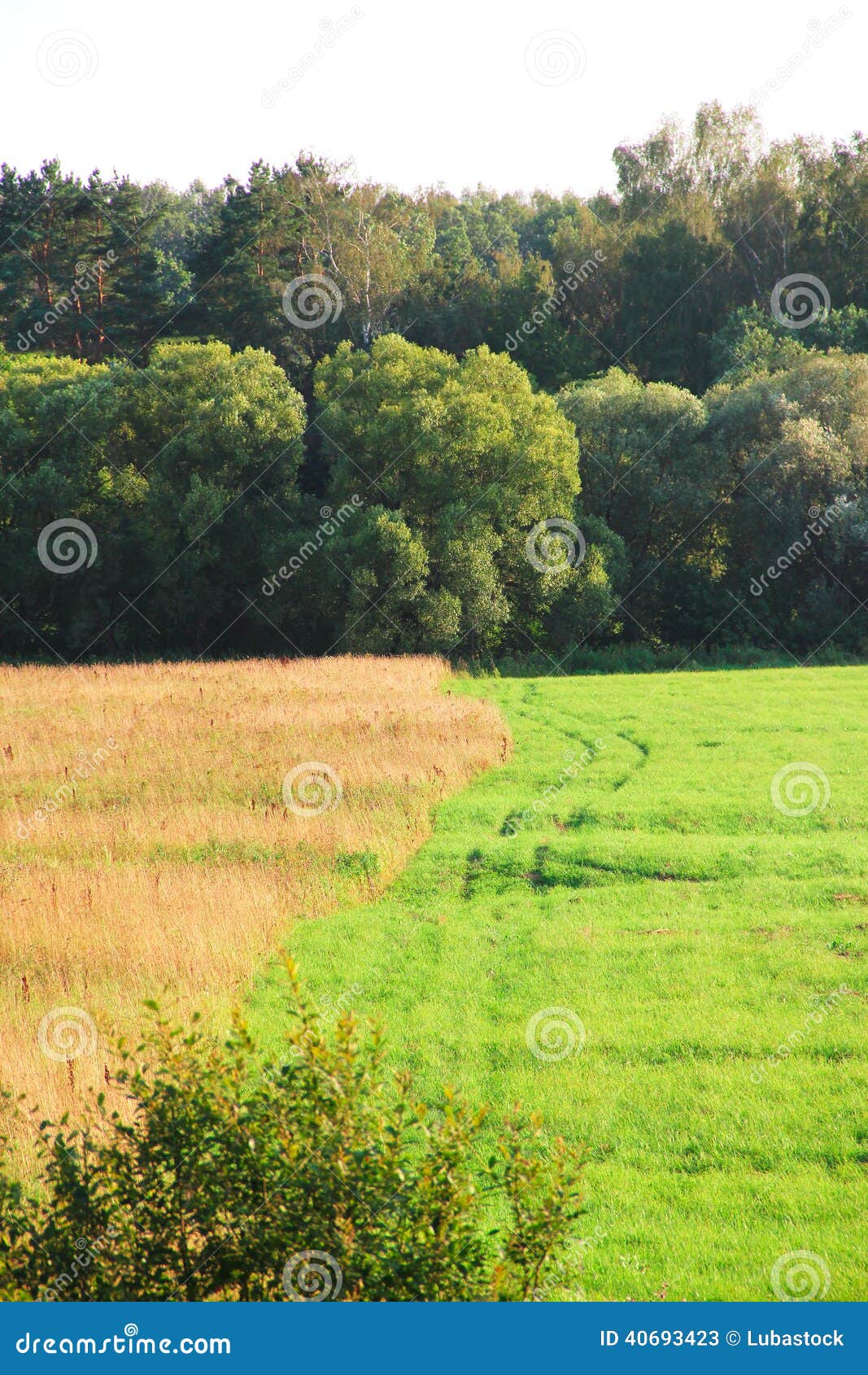 Field and forest stock image. Image of country, clear - 40693423